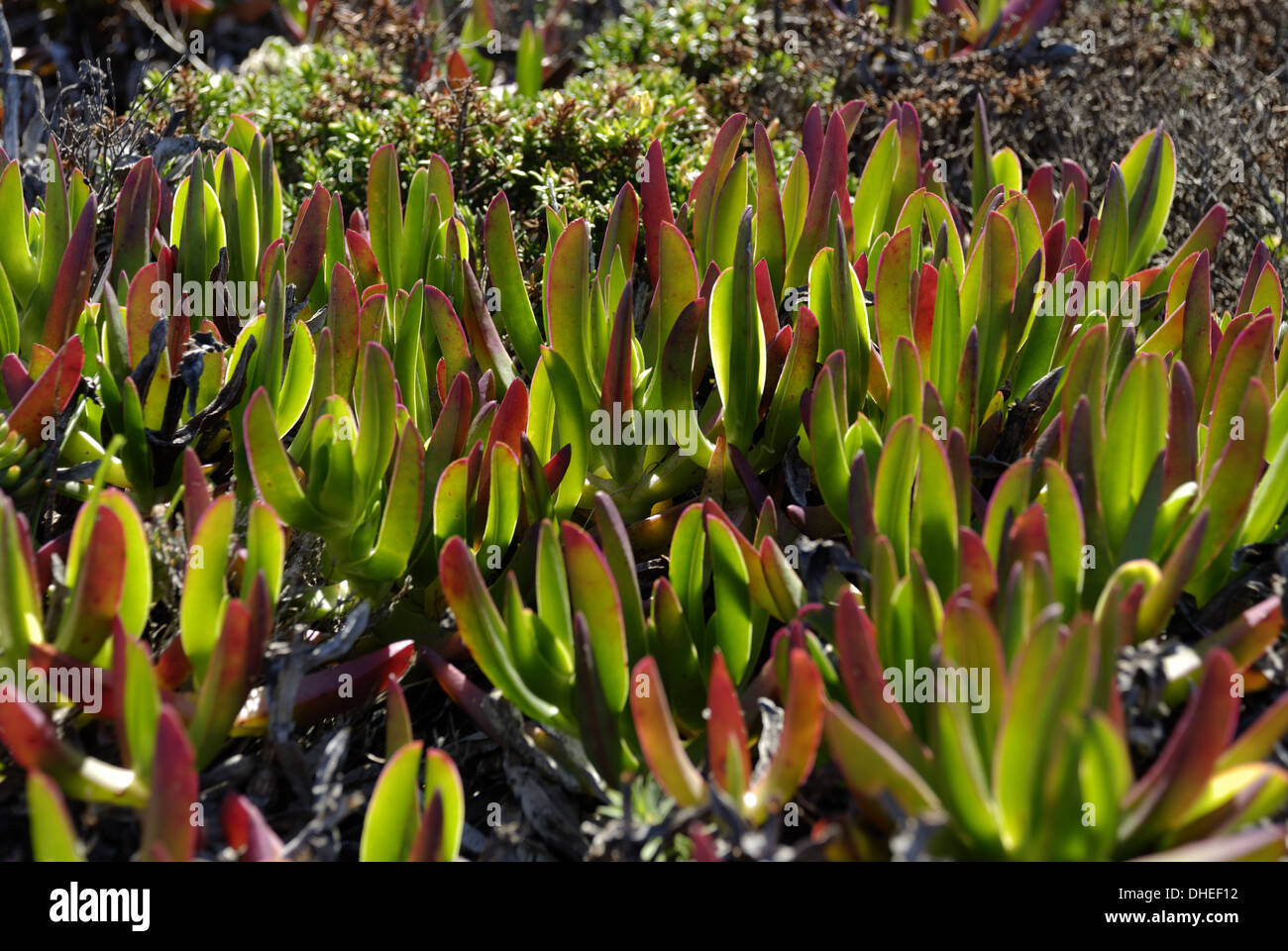 Carpobrotus edulis hi-res stock photography and images - Alamy