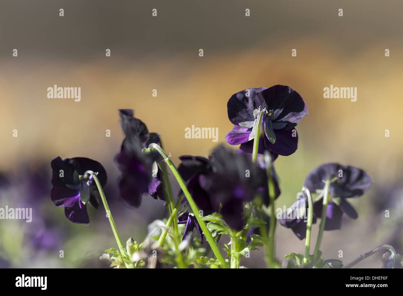 Violaceaepflanze hi-res stock photography and images - Alamy