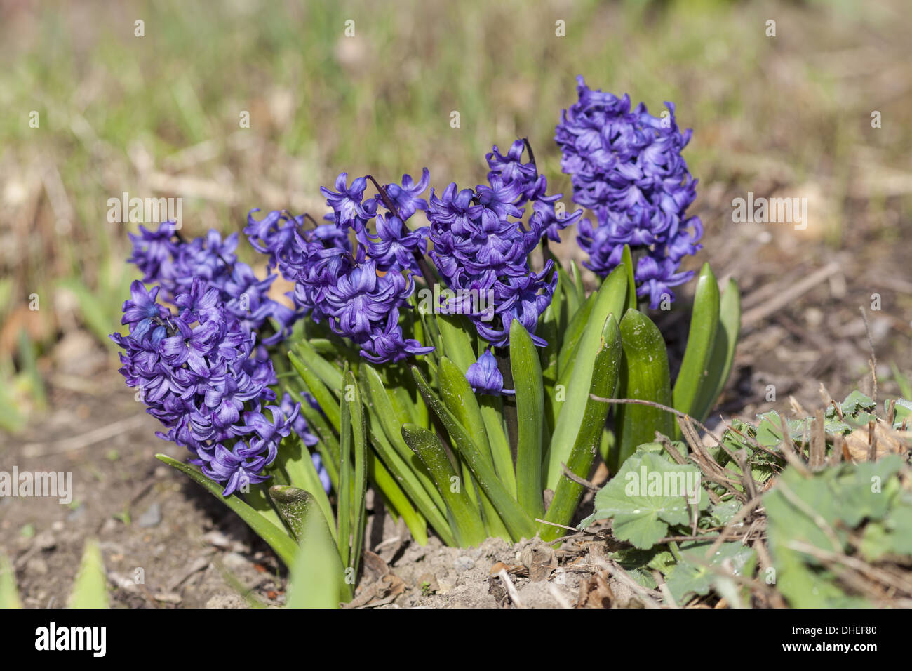 Garden hyacinth (Hyacinthus orientalis Stock Photo - Alamy