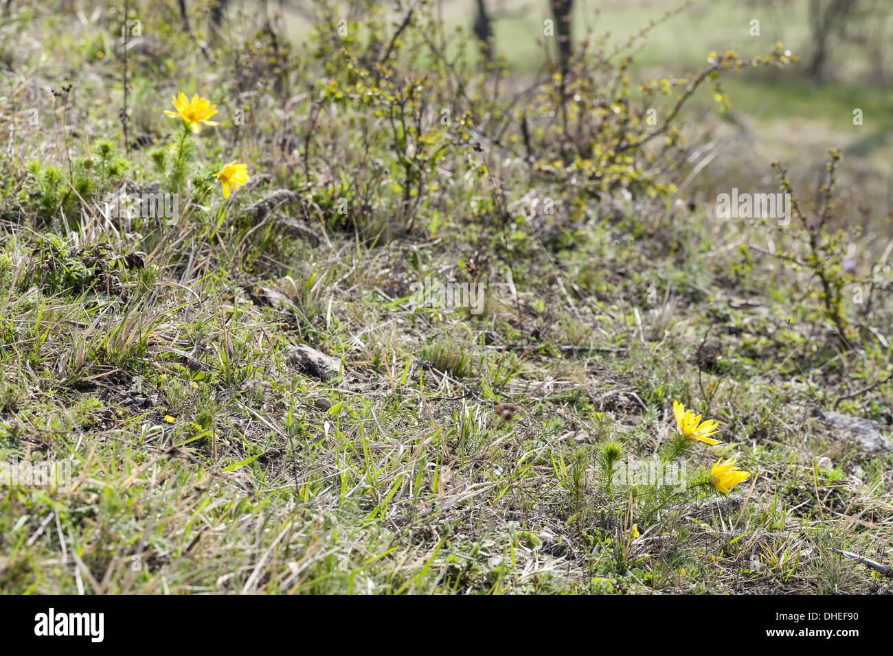 Spring adonis adonis vernalis hi-res stock photography and images - Alamy