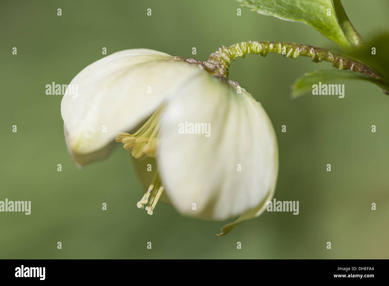 Flora orientalis hi-res stock photography and images - Alamy