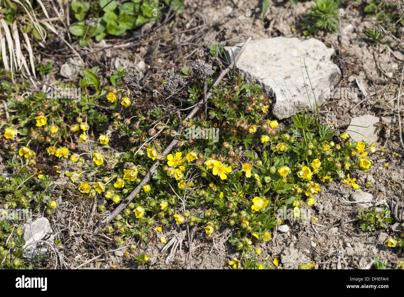 Alyssum alpestre l hi-res stock photography and images - Alamy