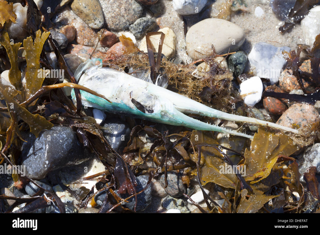 Garfish head on beach Stock Photo - Alamy