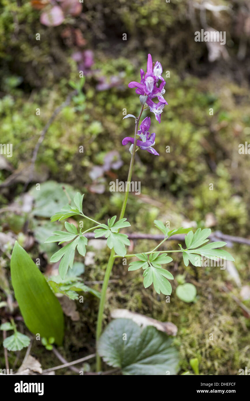 Corydalis (Corydalis cava Stock Photo - Alamy