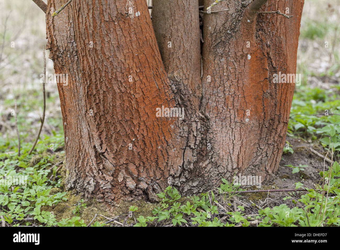 Red Tree Bark Stock Photo - Alamy