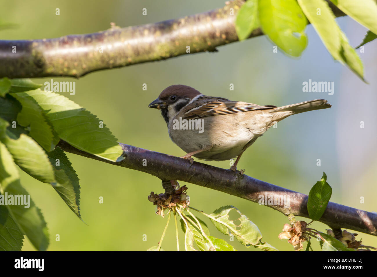 Tree Sparrow (Passer montanus Stock Photo - Alamy