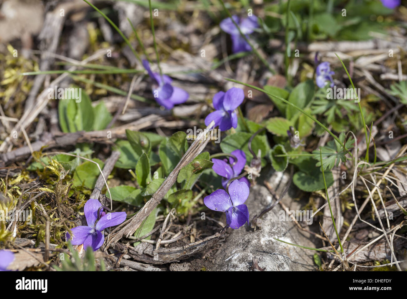 March Violets (Viola odorata Stock Photo - Alamy