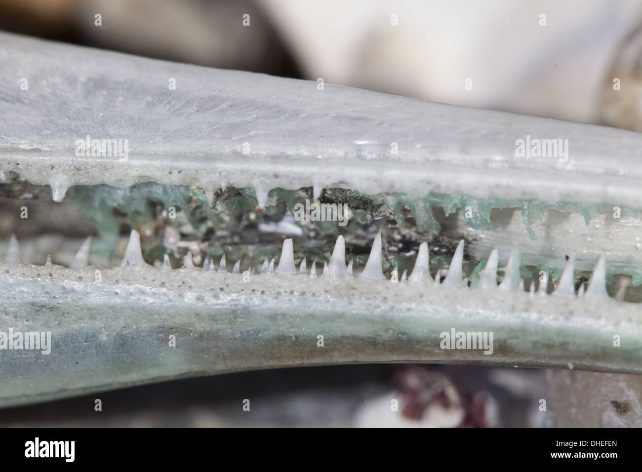 Garfish bones hi-res stock photography and images - Alamy