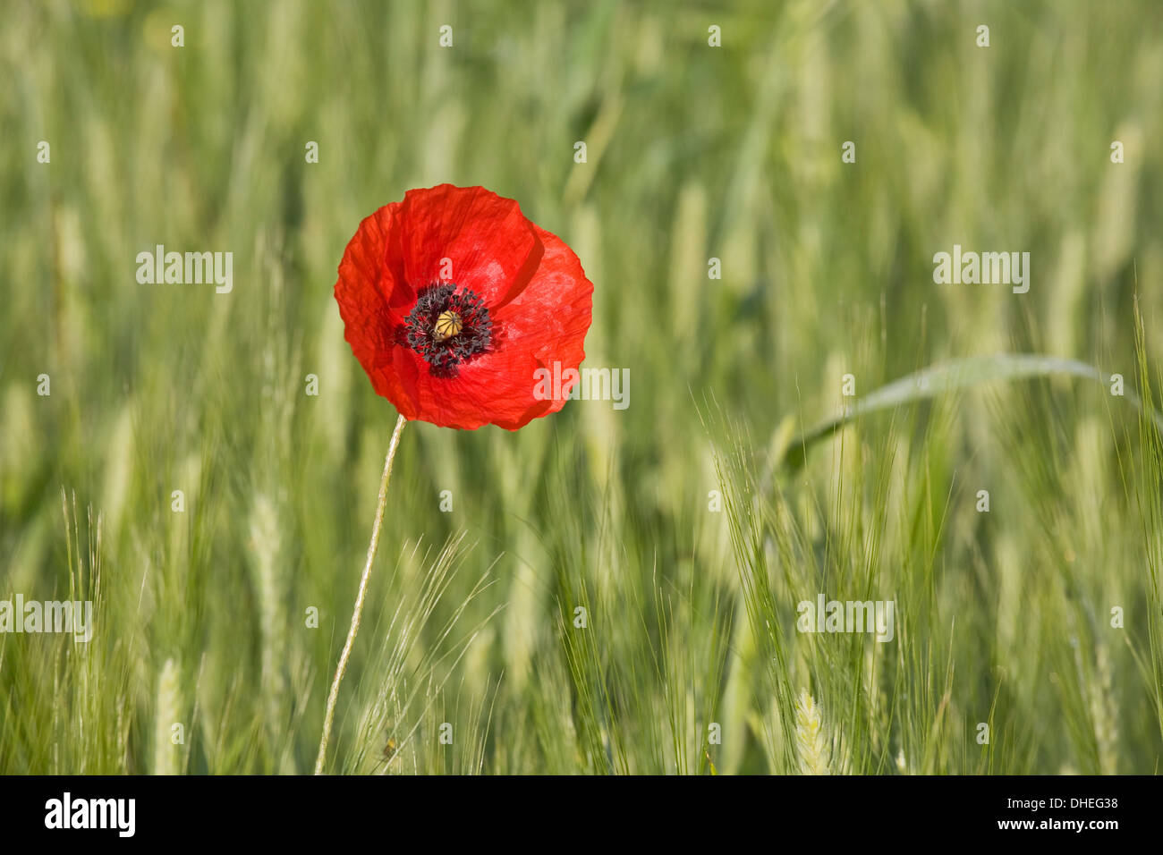 Single poppy in a grainfield, Val d'Orcia, Province Siena, Tuscany ...