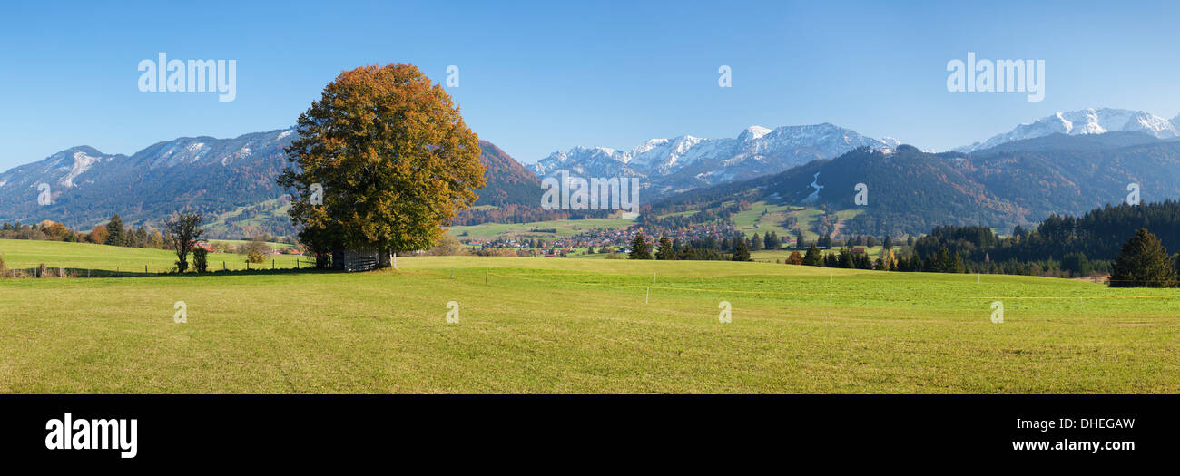 Single tree in Prealps landscape in autumn, Fussen, Ostallgau, Allgau ...