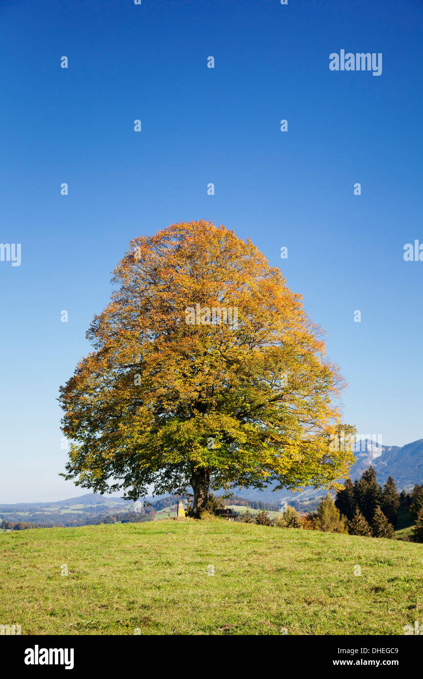 Single tree in autumn colour hi-res stock photography and images - Alamy