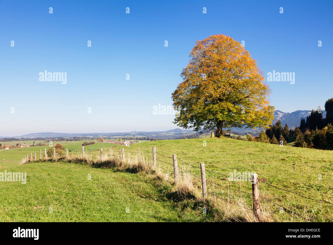 Single tree in Prealps landscape in autumn, Fussen, Ostallgau, Allgau ...