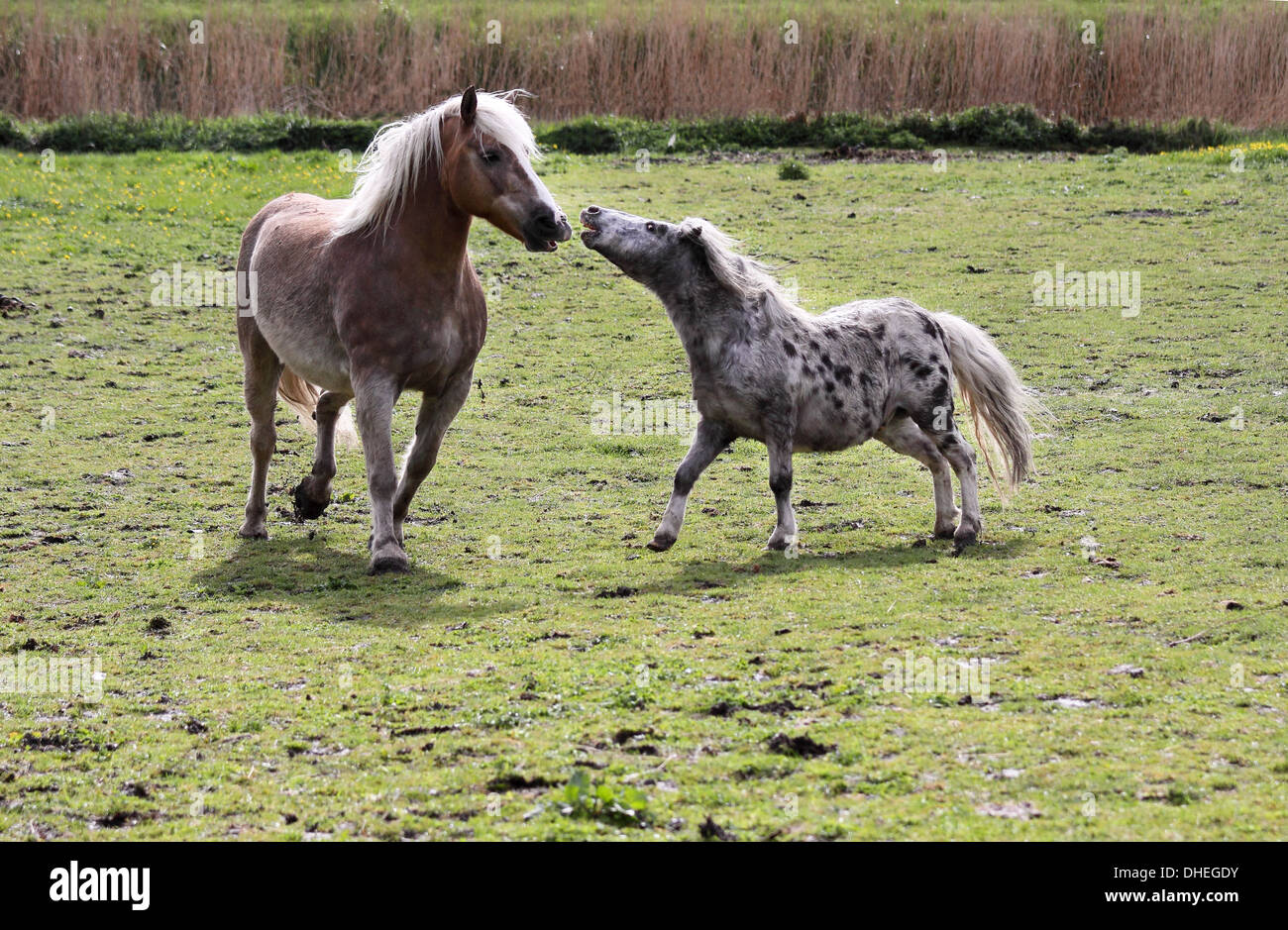 Dancing white horses hi-res stock photography and images - Alamy