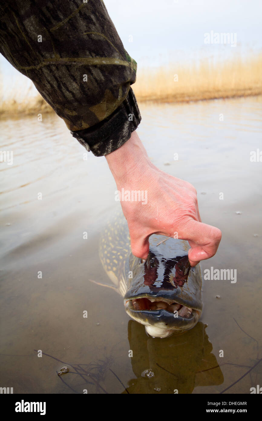 Big pike underwater hi-res stock photography and images - Alamy