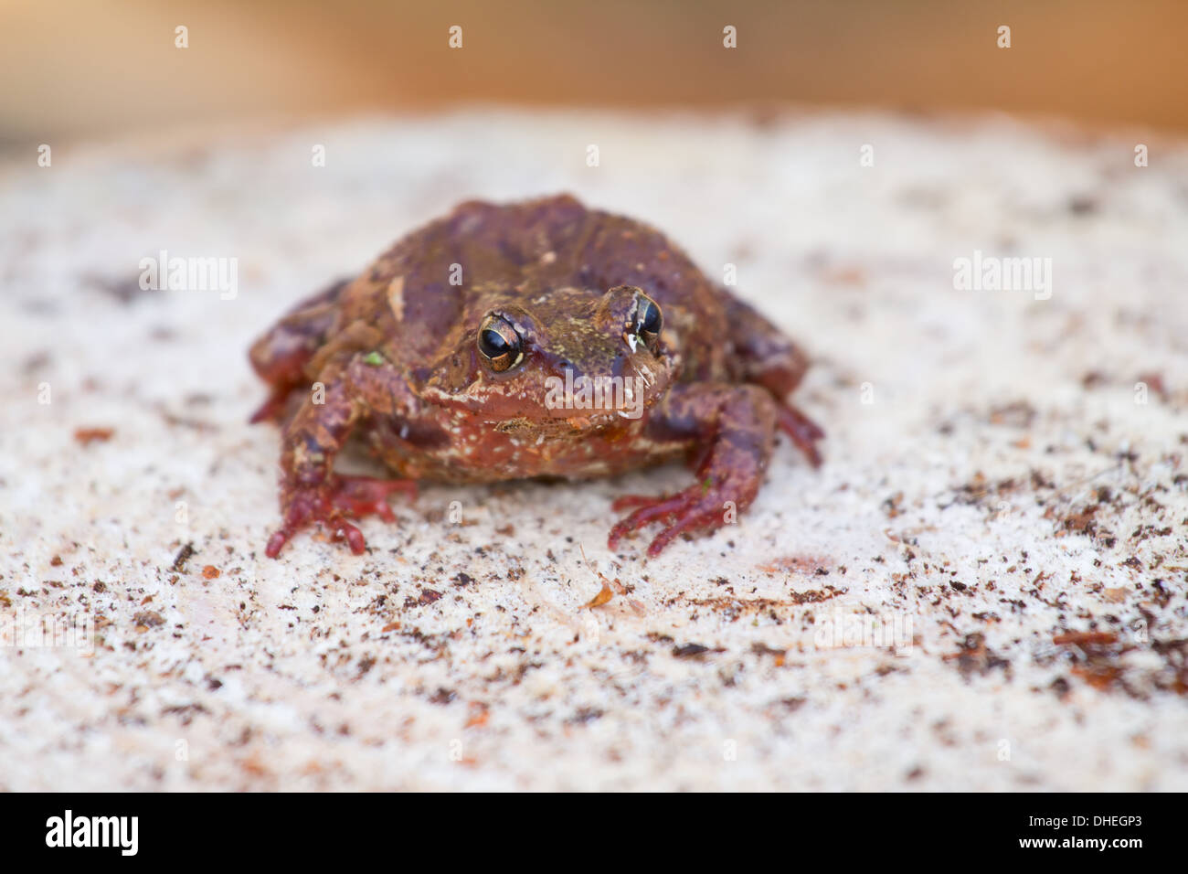 Brown Wood Frog Stock Photos & Brown Wood Frog Stock Images - Alamy