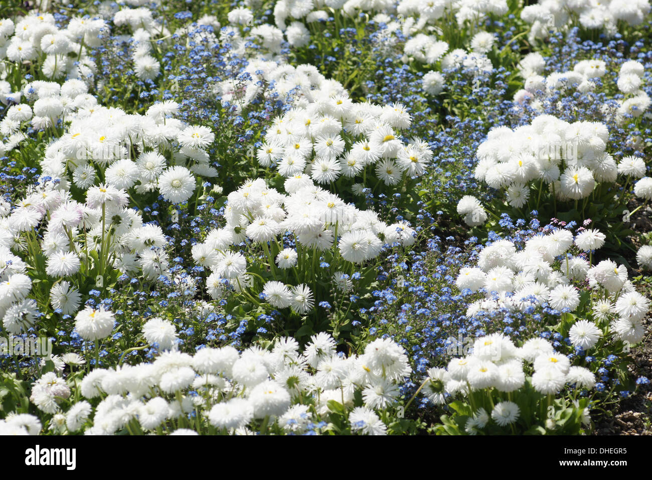 Daisies and Forget me not Stock Photo - Alamy