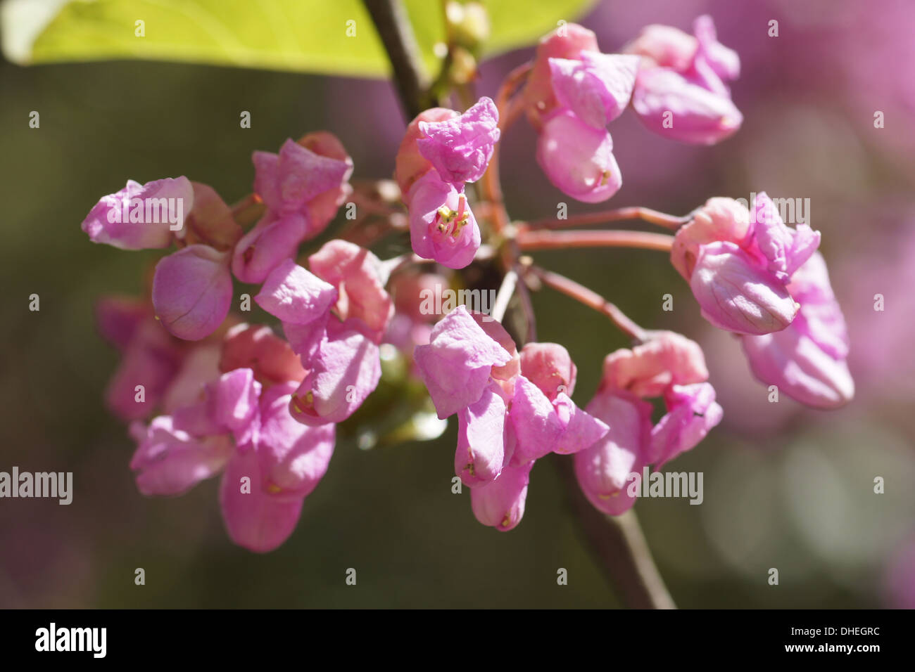 Judasblattbaum hi-res stock photography and images - Alamy