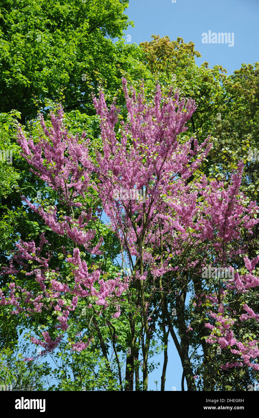 Judas Tree High Resolution Stock Photography and Images - Alamy