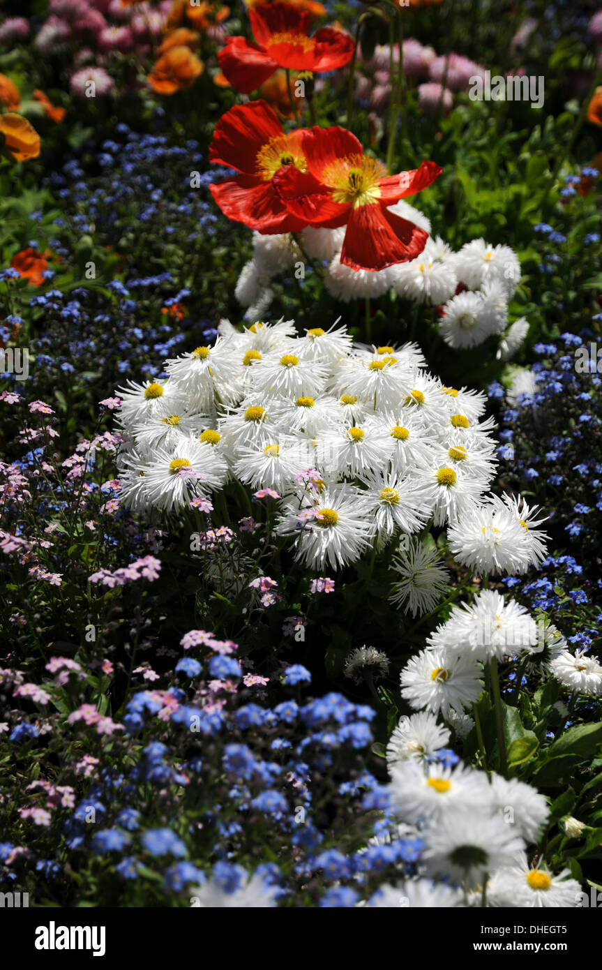 Daisy h hi-res stock photography and images - Alamy