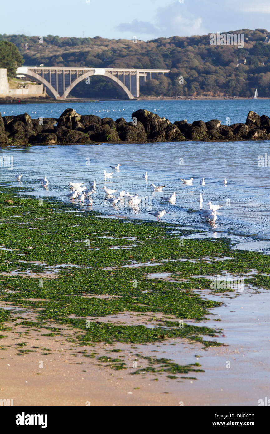 Le pont Albert louppe de Plougastel-Daoulas vue de la plage du Moulin ...