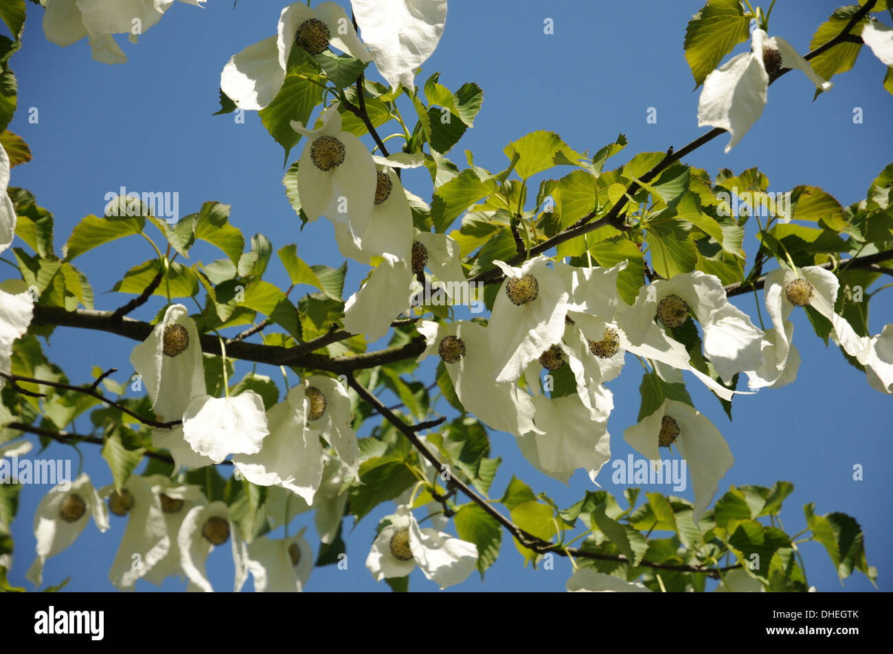 Taubenbaume hi-res stock photography and images - Alamy