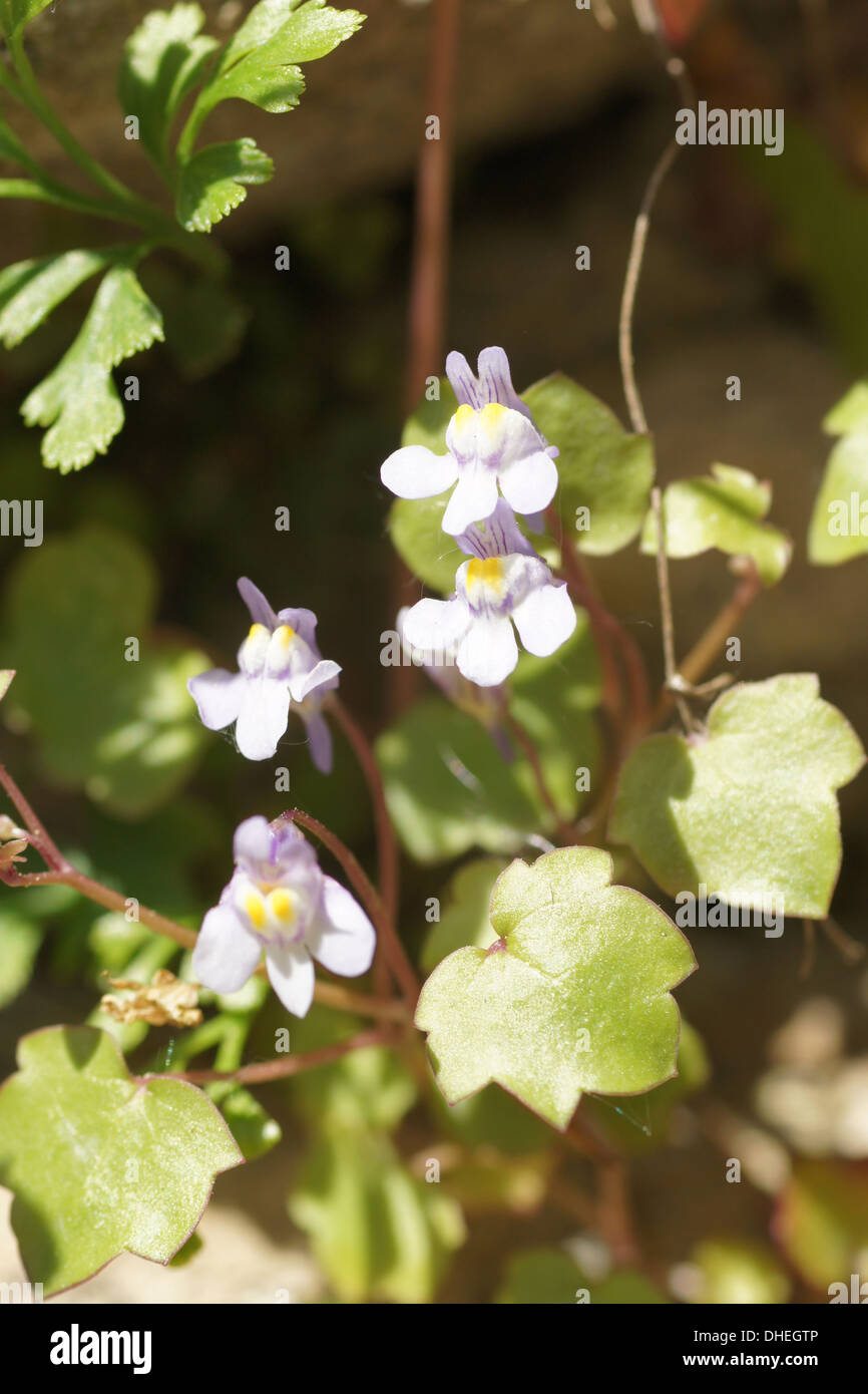 Toad flax hi-res stock photography and images - Alamy