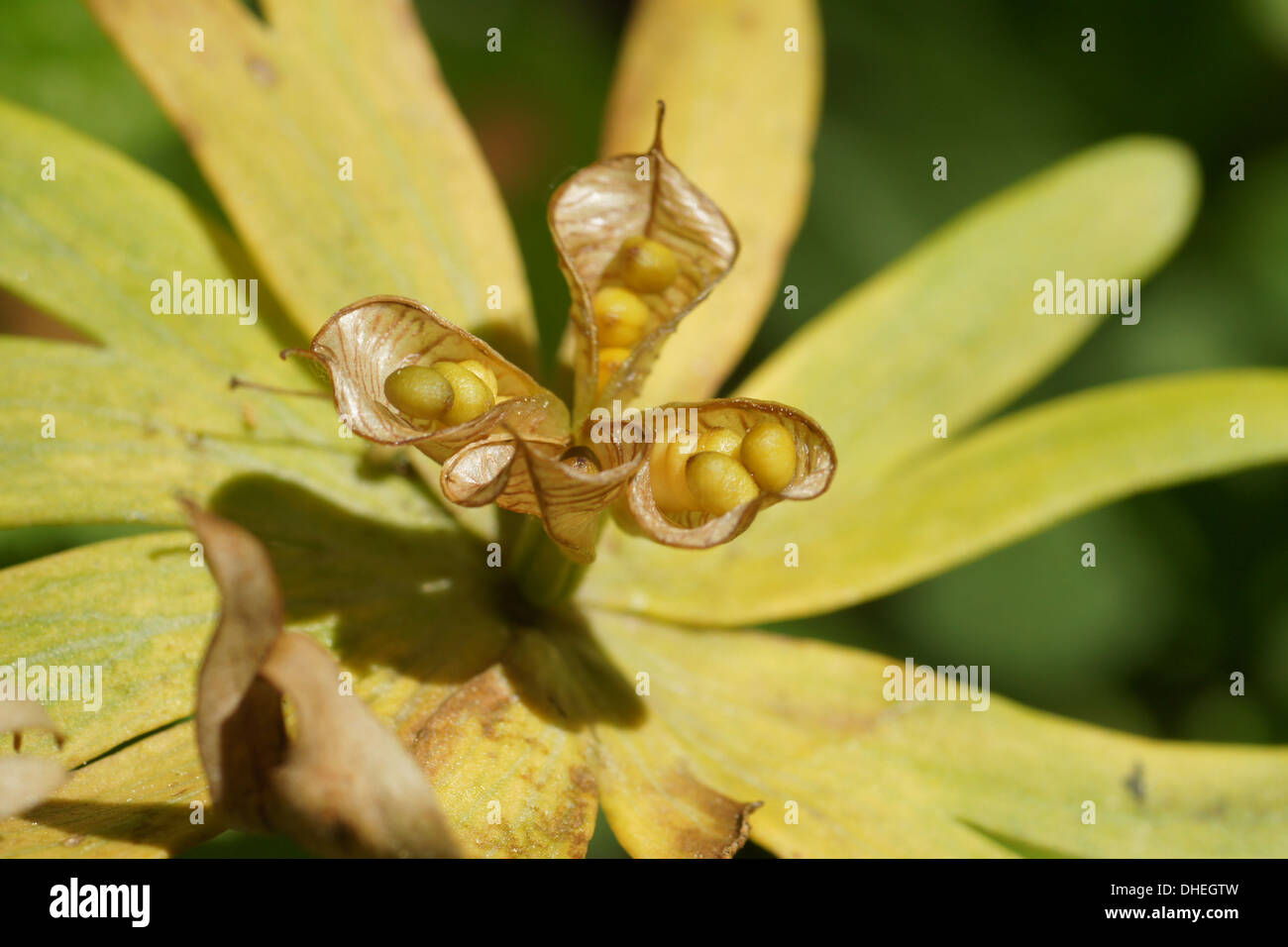 Aconite seedlings hi-res stock photography and images - Alamy