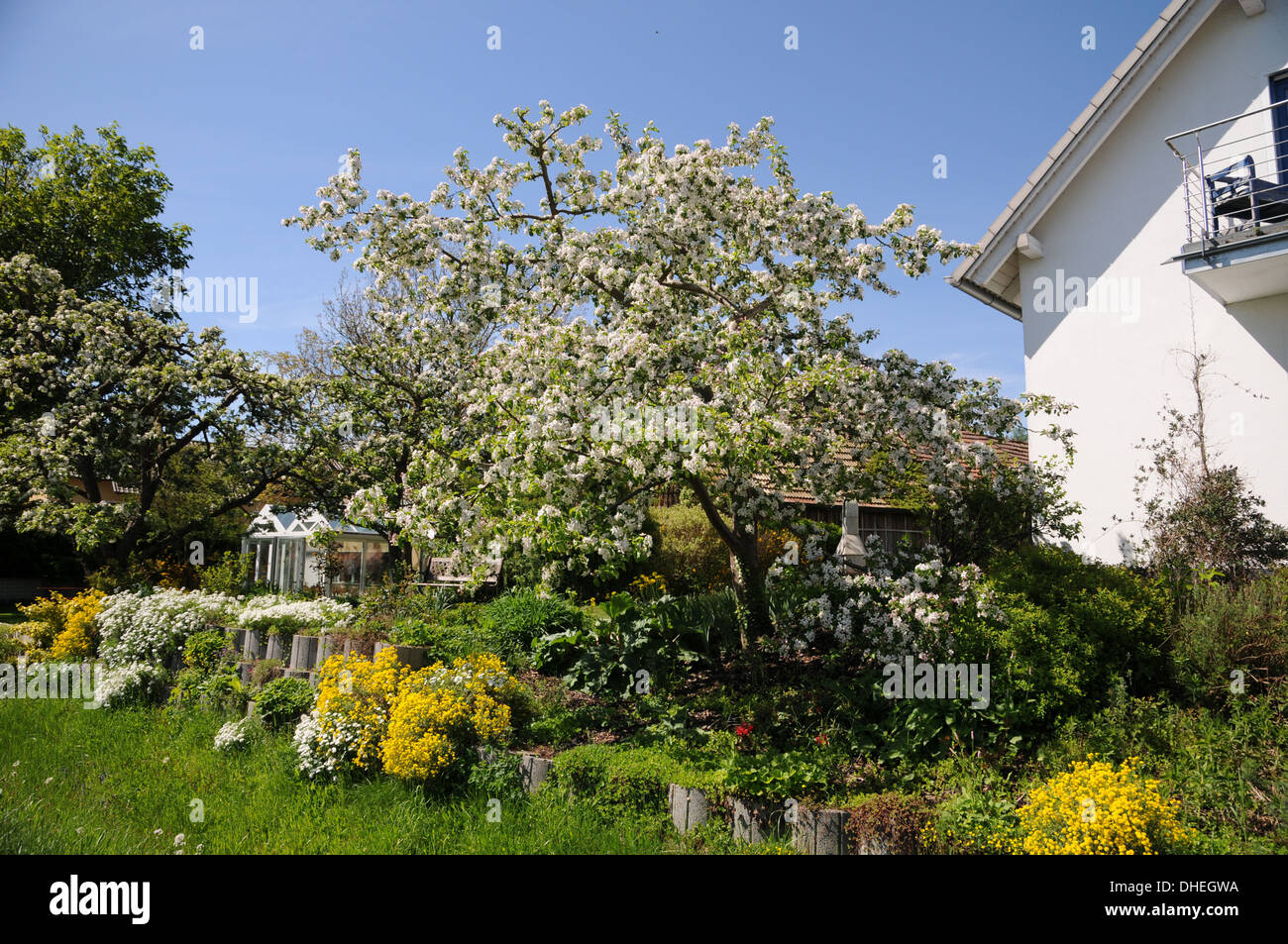 Appl trees hi-res stock photography and images - Alamy