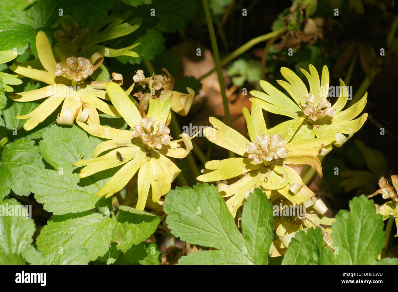 Aconite seedlings hi-res stock photography and images - Alamy