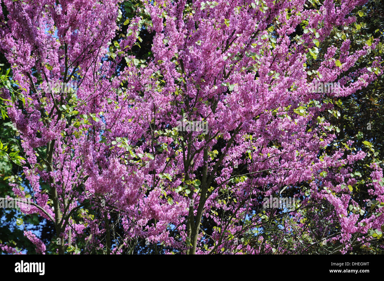 Judasblattbaum hi-res stock photography and images - Alamy