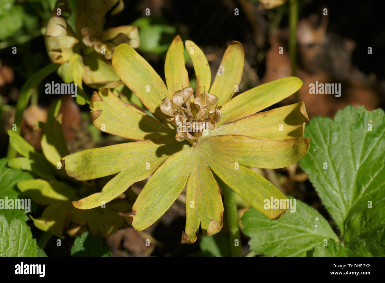 Aconite seed hi-res stock photography and images - Alamy