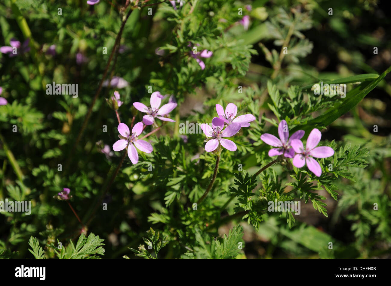 Storksbill High Resolution Stock Photography and Images - Alamy
