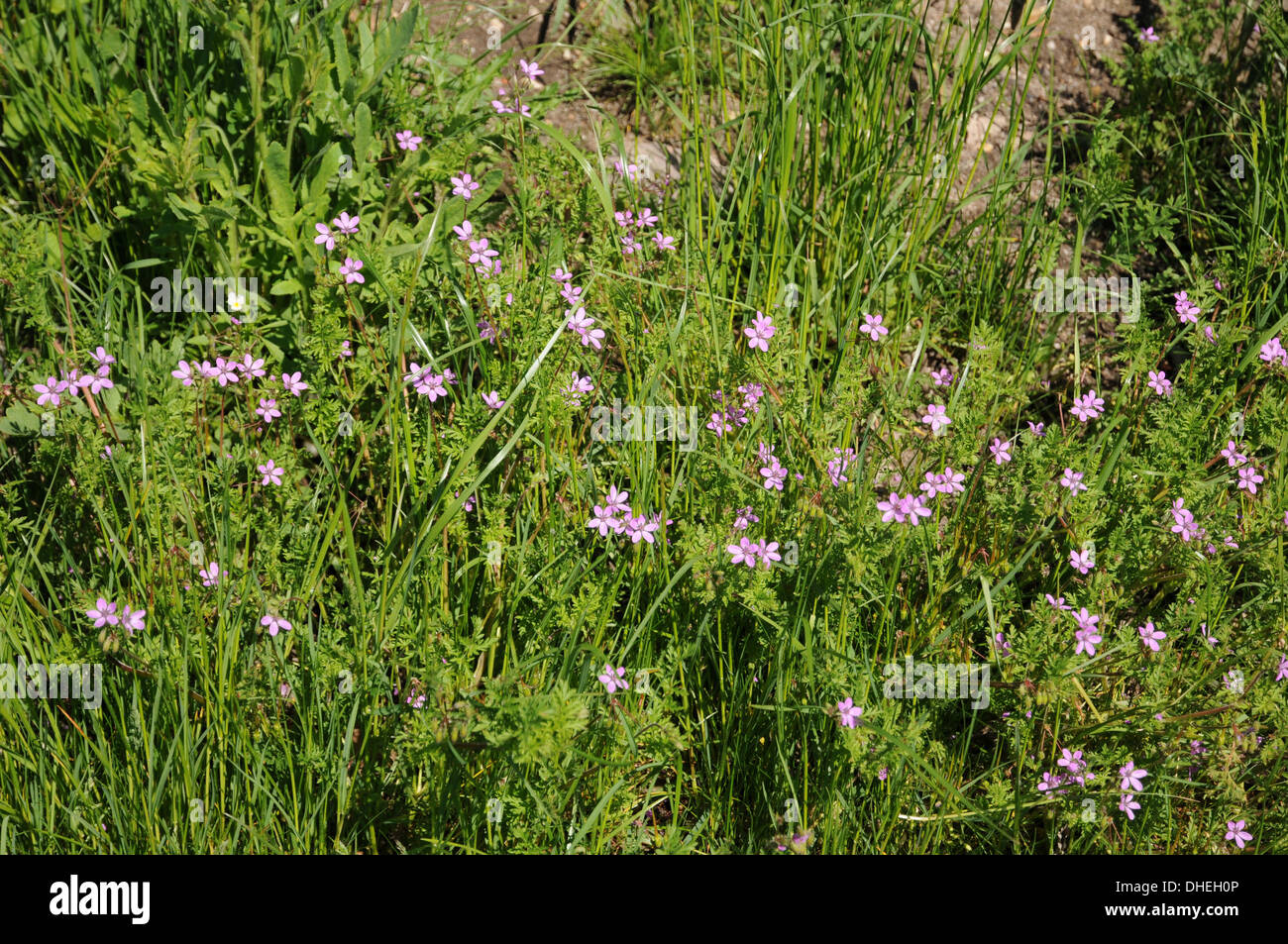 Storksbill hi-res stock photography and images - Alamy