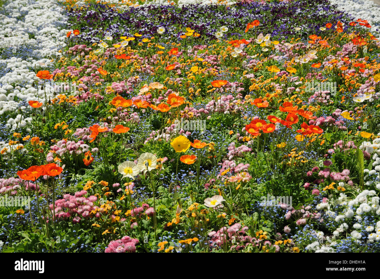 Medical flowering plants hi-res stock photography and images - Alamy