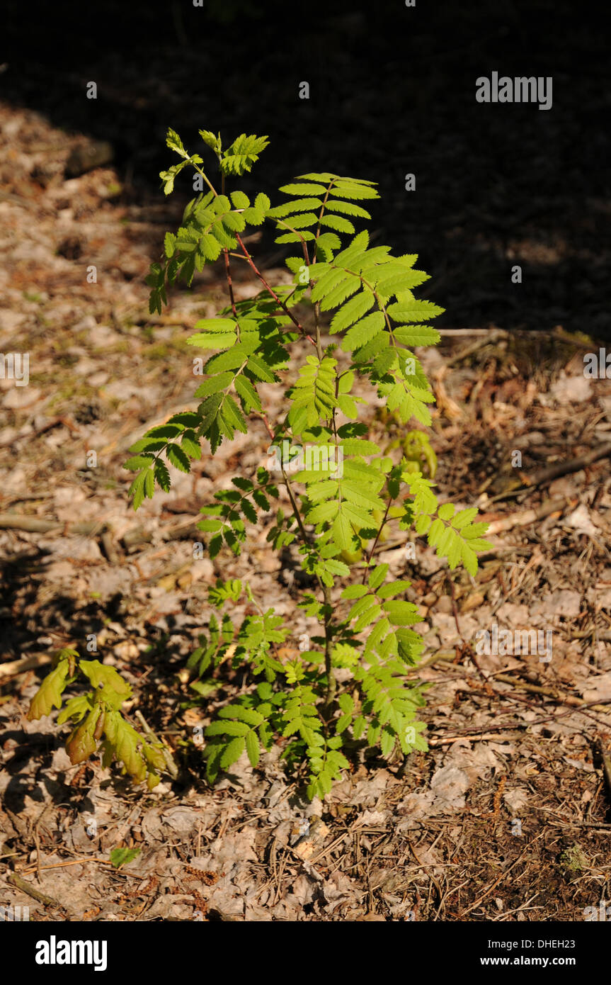 Rowan seeds hi-res stock photography and images - Alamy