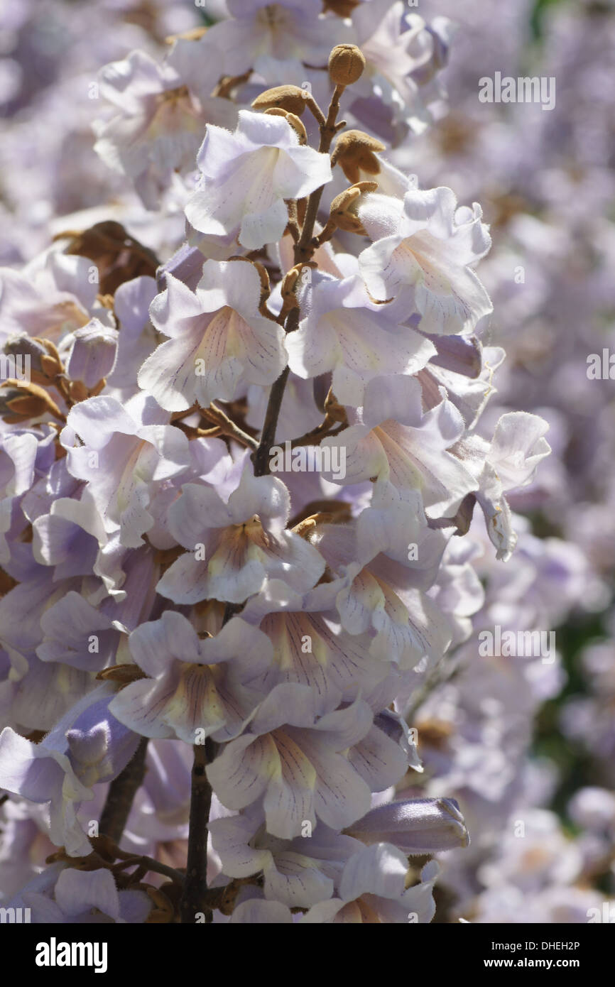 Blossom paulownia trees hi-res stock photography and images - Alamy