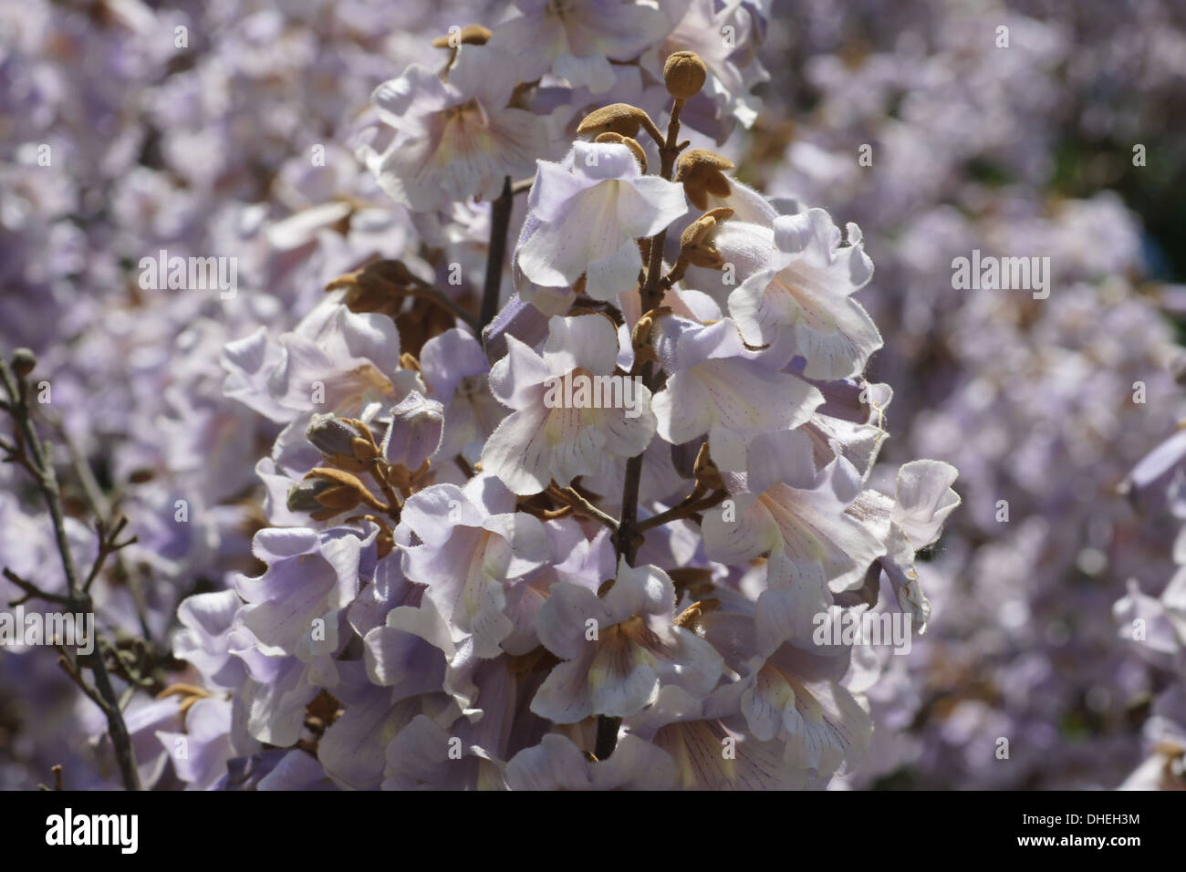 Blossom paulownia trees hi-res stock photography and images - Alamy