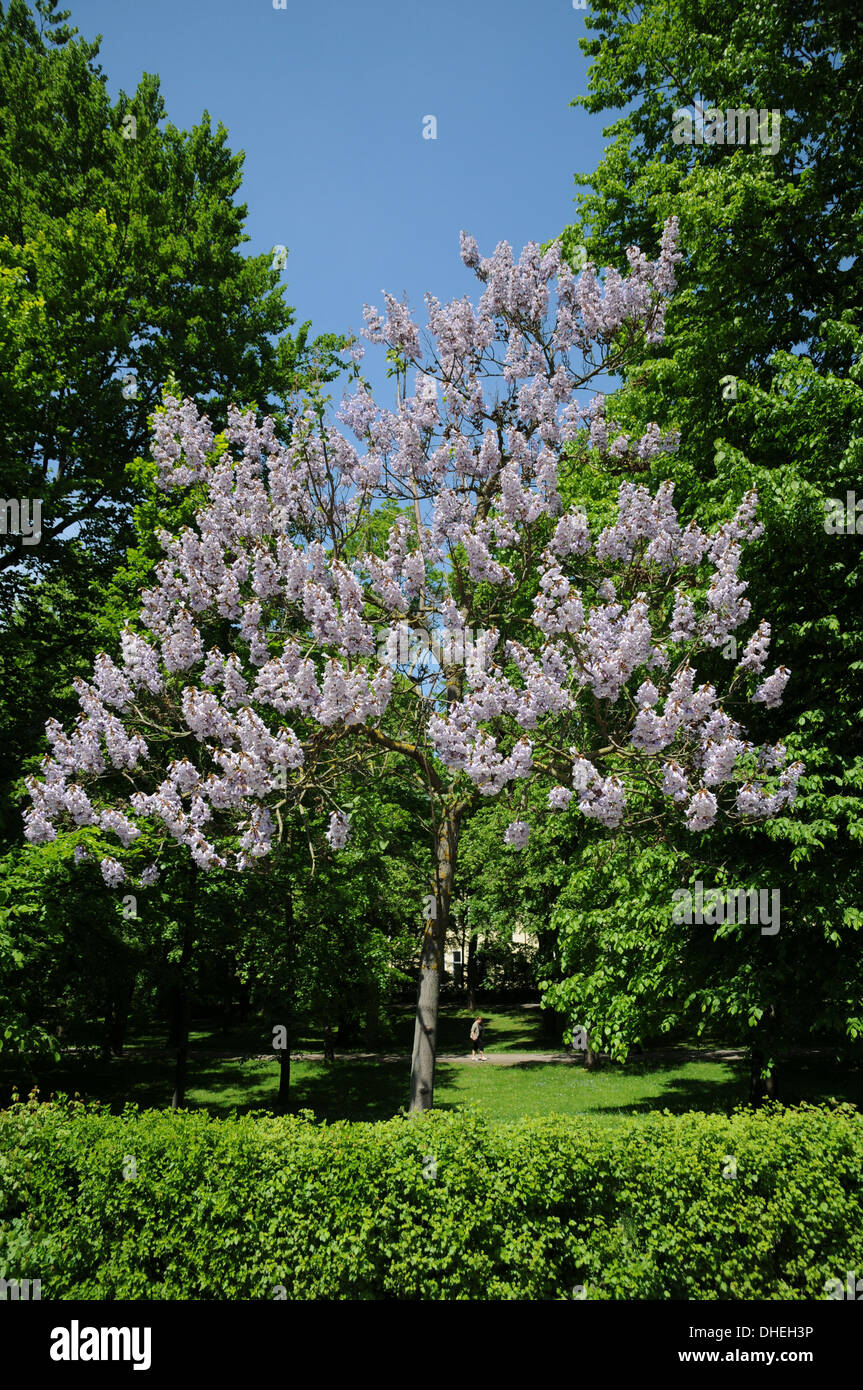 Princess Tree High Resolution Stock Photography and Images - Alamy