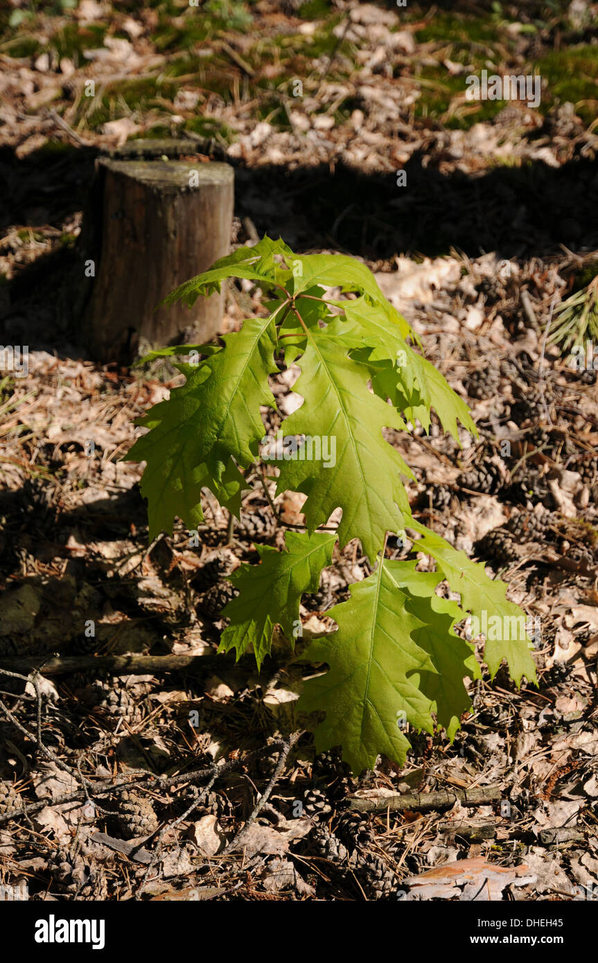 American Red Oak Stock Photo - Alamy