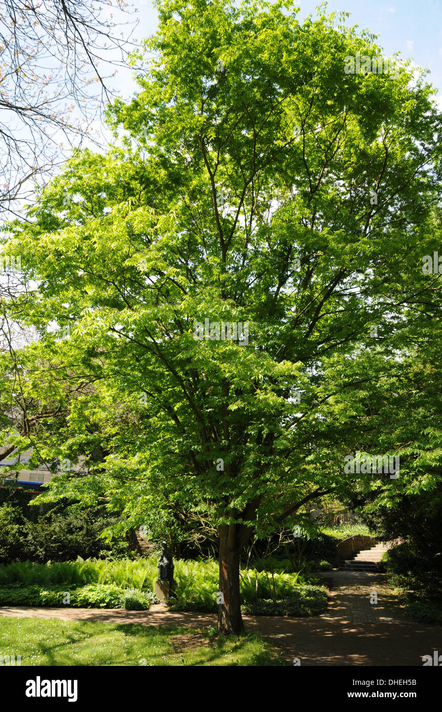 Japanese zelkova hi-res stock photography and images - Alamy