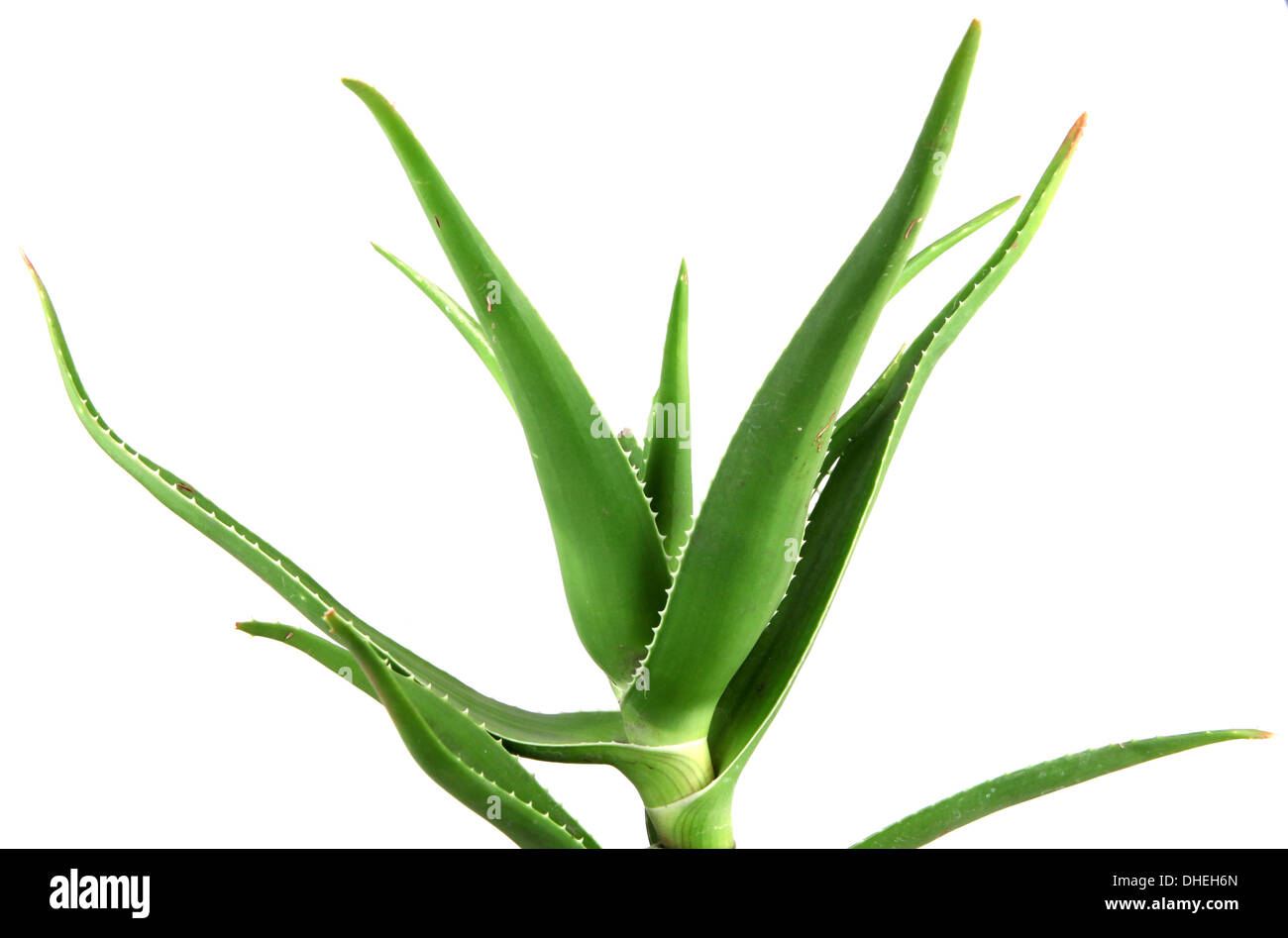 aloe vera leaves detailed Stock Photo - Alamy