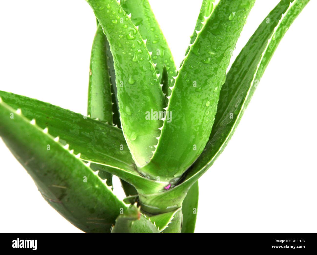 aloe vera leaves detailed Stock Photo - Alamy