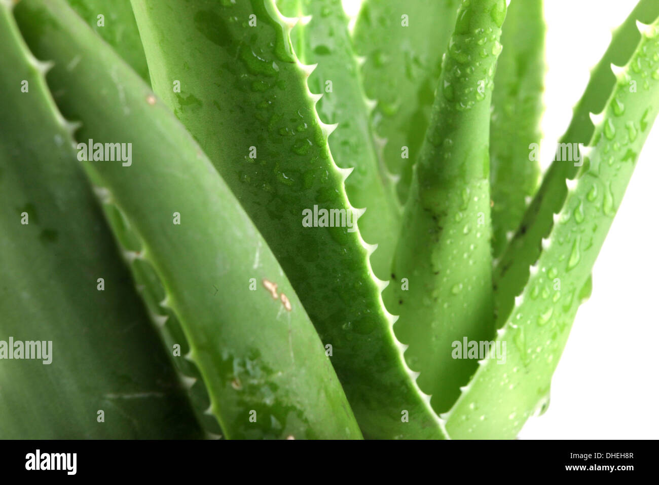 aloe vera leaves detailed Stock Photo - Alamy