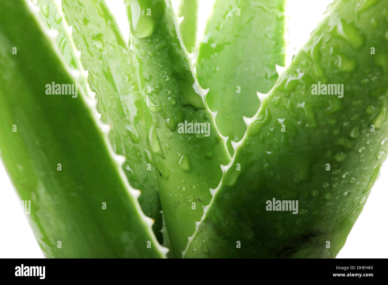 aloe vera leaves detailed Stock Photo - Alamy