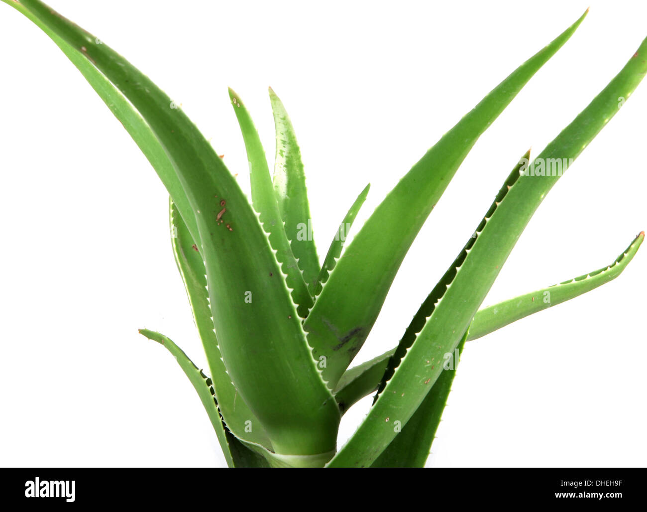 aloe vera leaves detailed Stock Photo - Alamy