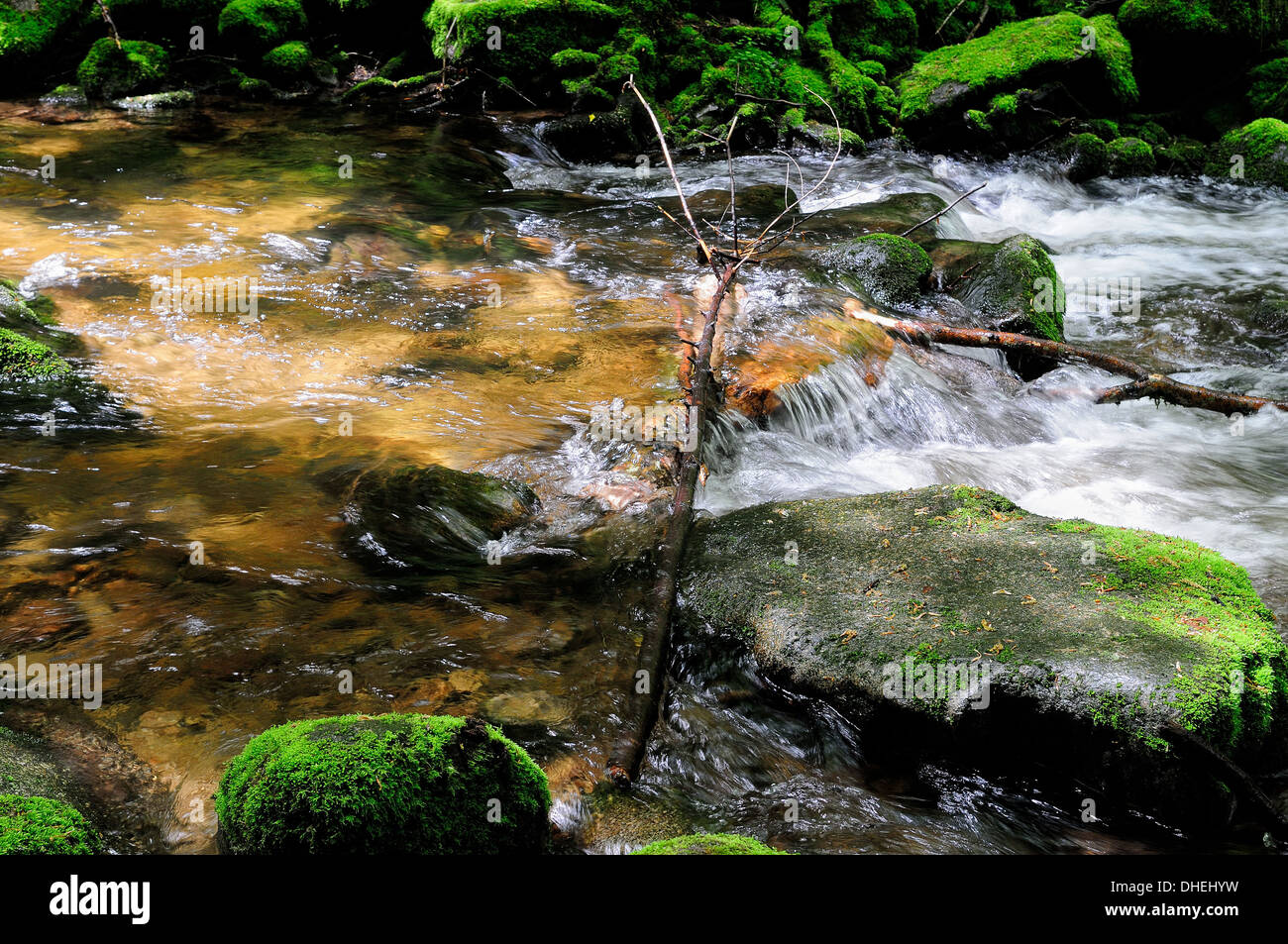 dry tree in the creek Stock Photo - Alamy