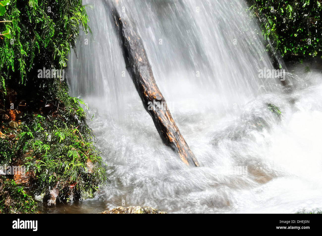 Baumstamm schlucht hi-res stock photography and images - Alamy