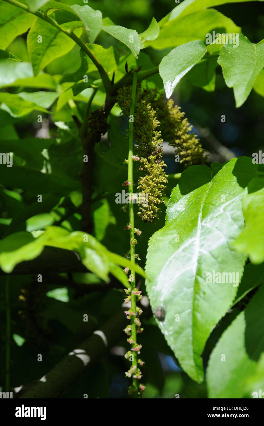 Wingnuts hi-res stock photography and images - Alamy