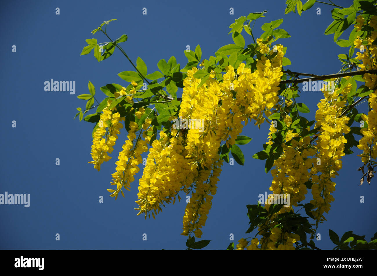 Golden chain flower hi-res stock photography and images - Alamy