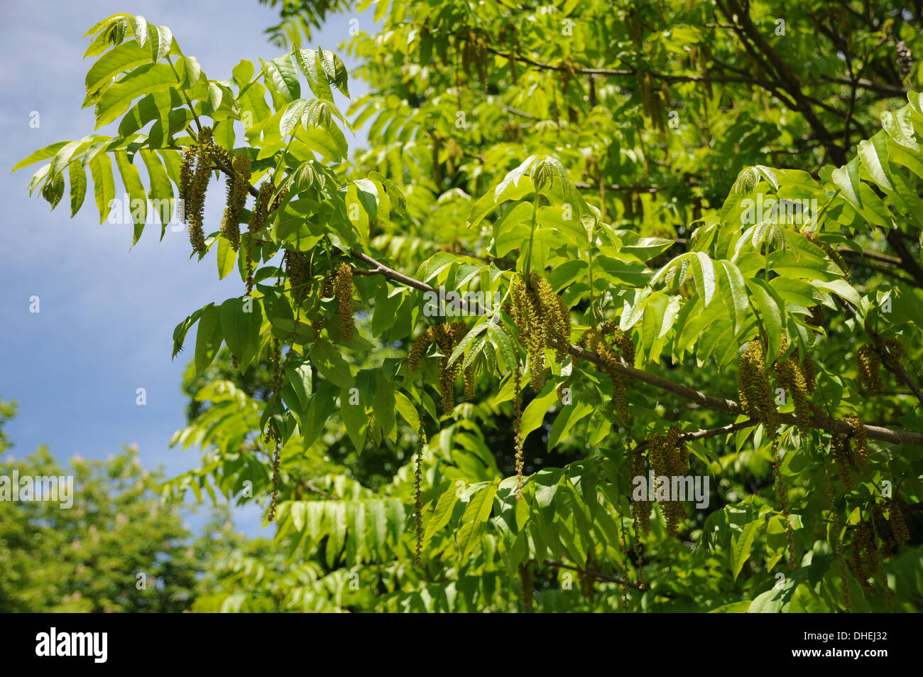 Wingnuts hi-res stock photography and images - Alamy